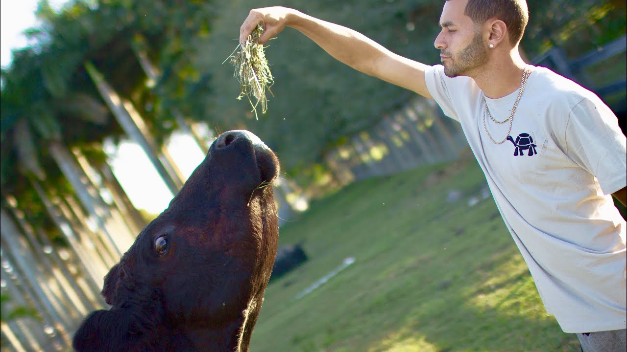 My PET COW ACTS LIKE A DOG!!! *Must See* - YouTube