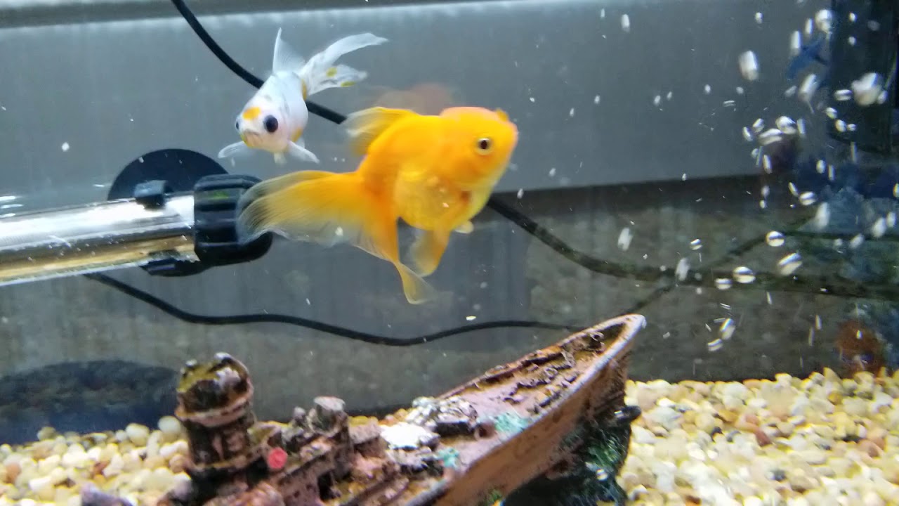 Hangin with Norton and Ralphy-boy - YouTube