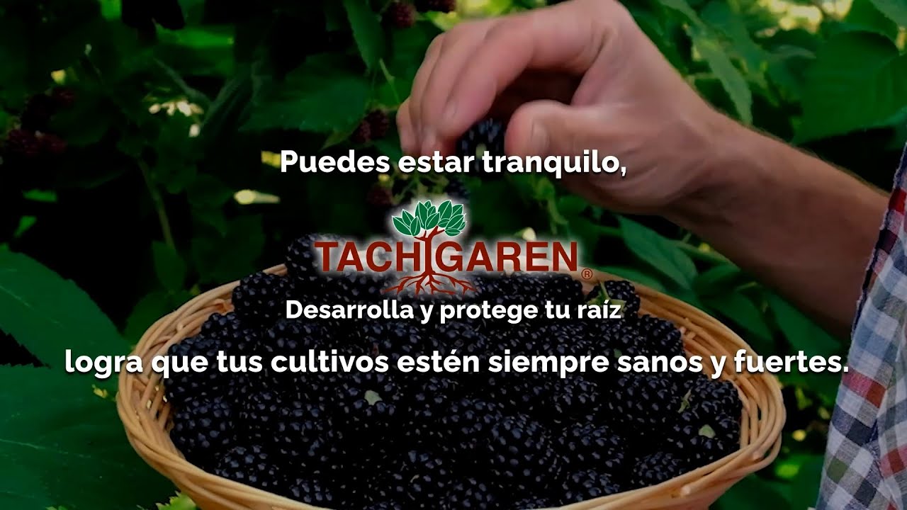 Tachigaren: Protegiendo tu cultivo desde la raíz. - YouTube