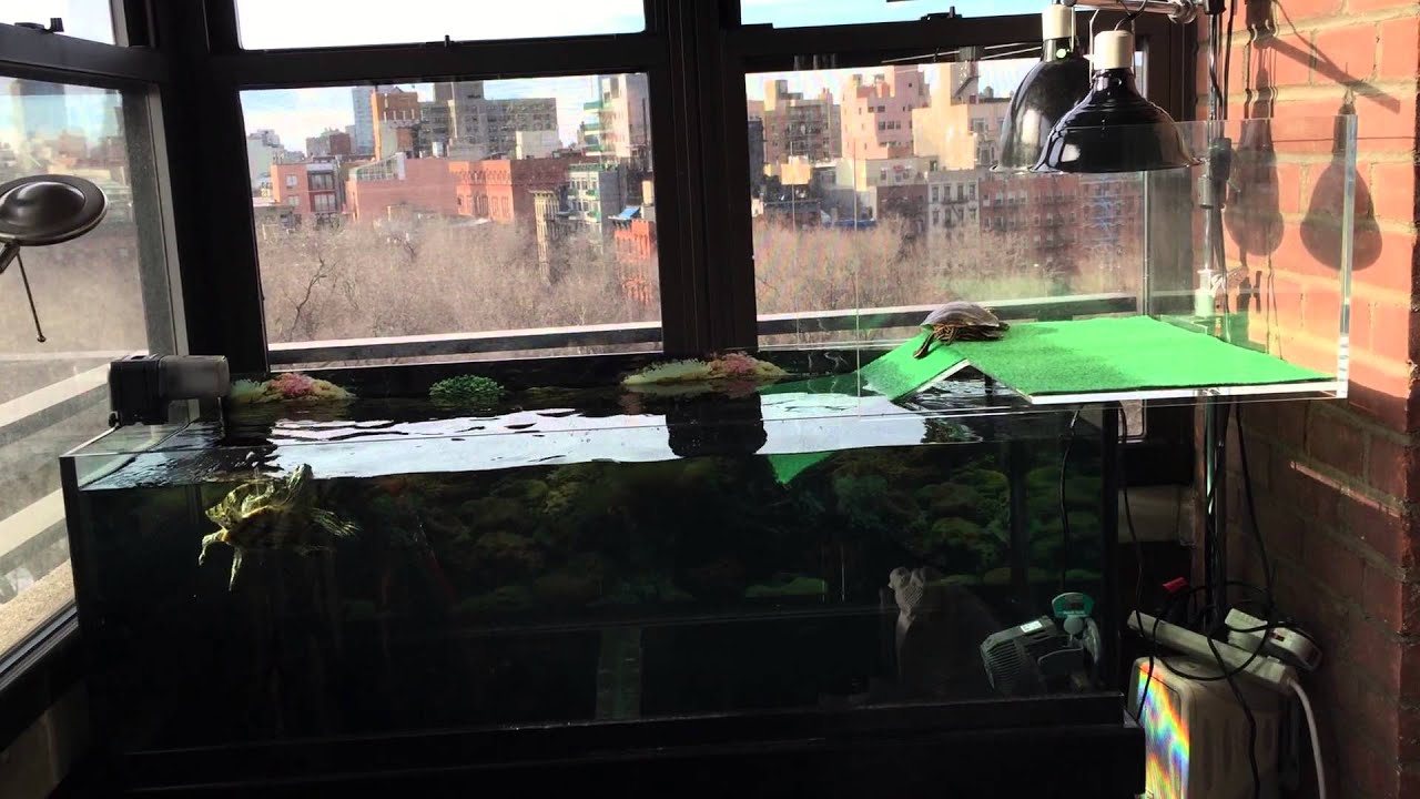 Custom Acrylic Platform on top of turtle tank - YouTube