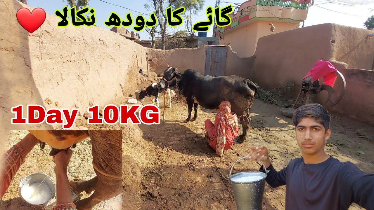 Cow Ka Dudh Nikala 🐄 1Day 10KG - YouTube