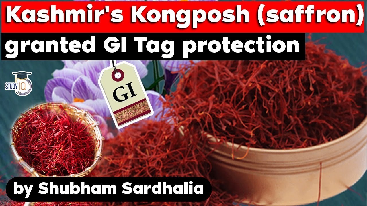 Geographical Identification Tag awarded to Kashmir's Kongposh (saffron ...