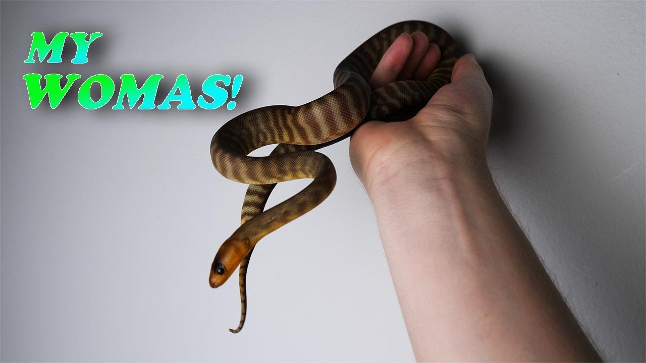 BABY WOMA UPDATE / CARE - YouTube