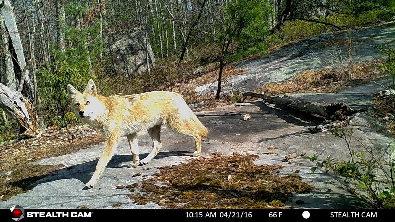 Beautiful and unusual blonde coyote with blonde pup! - YouTube