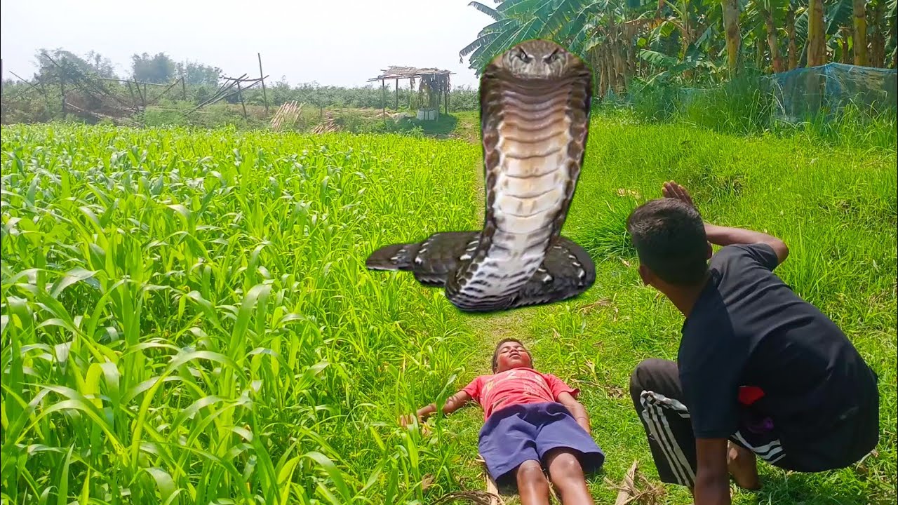 Cobra Snake in Real Life HD Video || Snake Video || Cobra Snake ...