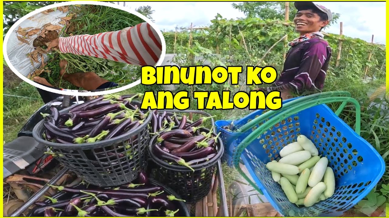 NASIRA ANG TALONG! buong araw tayo magpiptas kapag nagkataon - YouTube