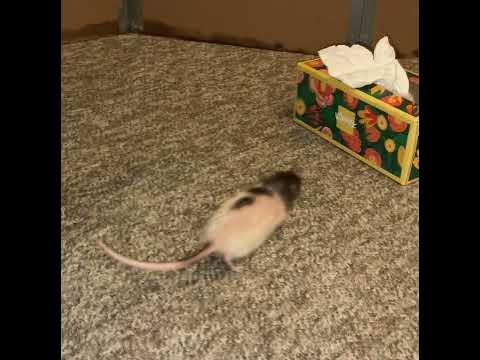 My dwarf rat Butter is learning to fetch a tissue! #shorts - YouTube