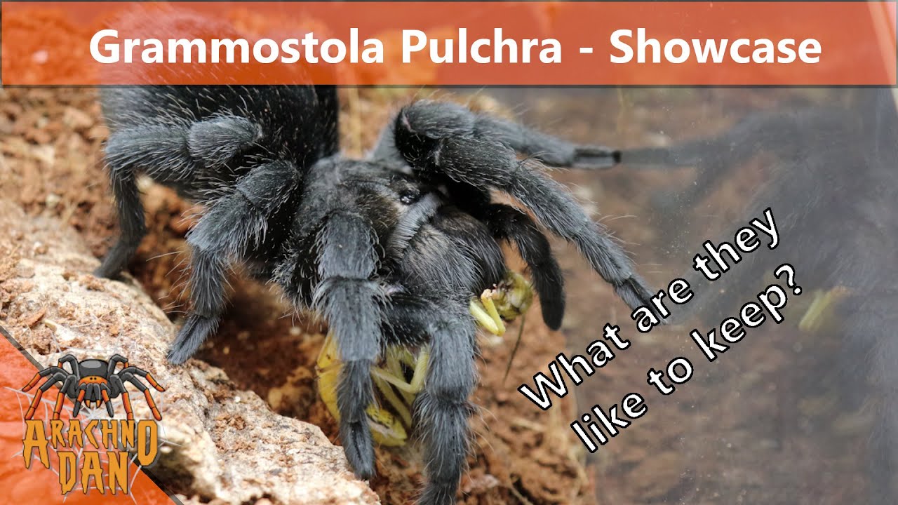 Grammostola Pulchra - Showcase! - YouTube
