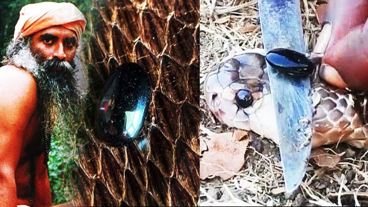 Discover Nagamani's Hidden Secrets to Become the King of the Nation ...