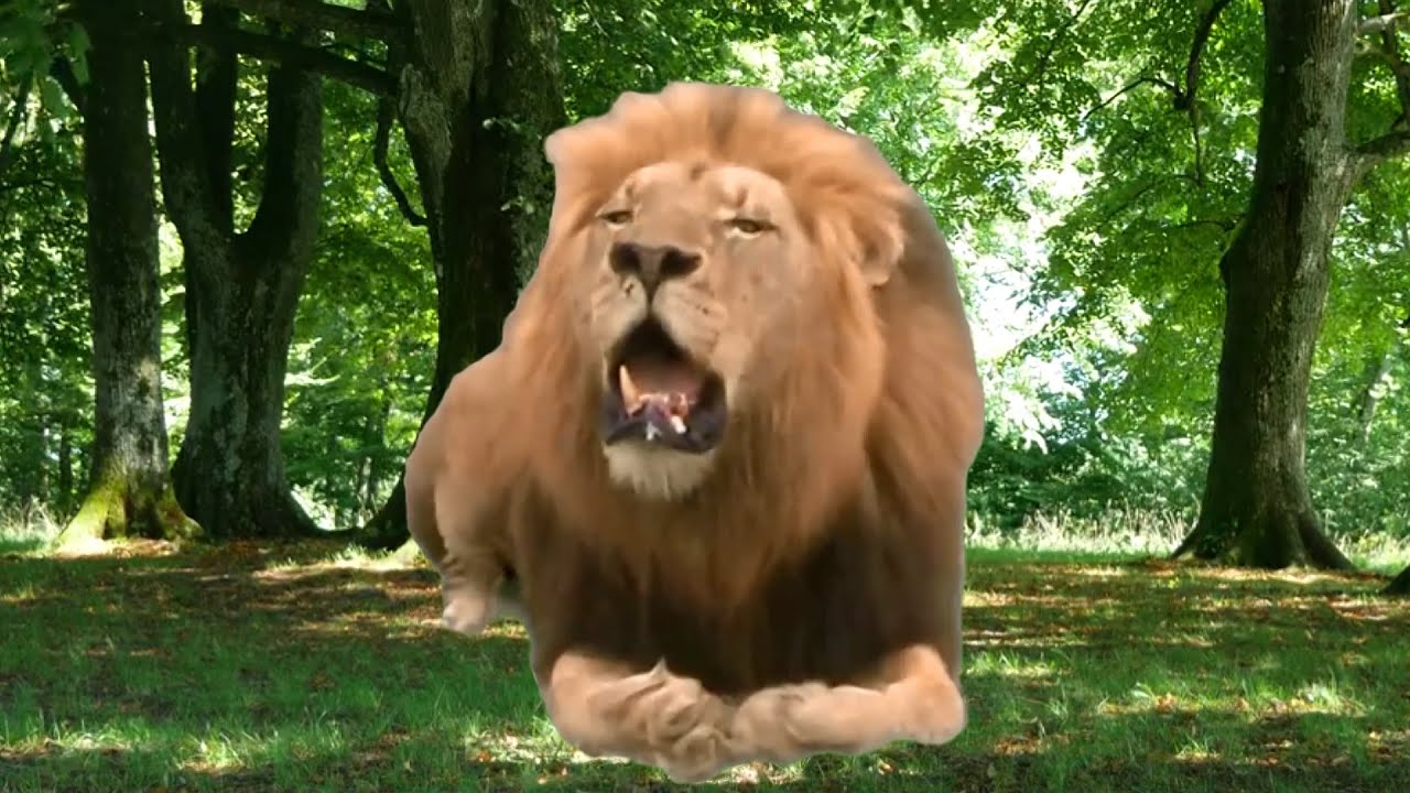 lion sound | animal sounds | lion sound effect | lion video - YouTube