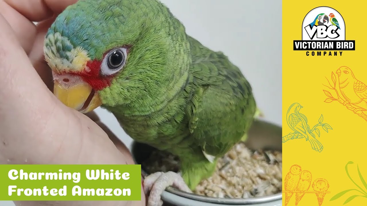 Just Arrived White Fronted Amazon | Victorian Bird Co - YouTube