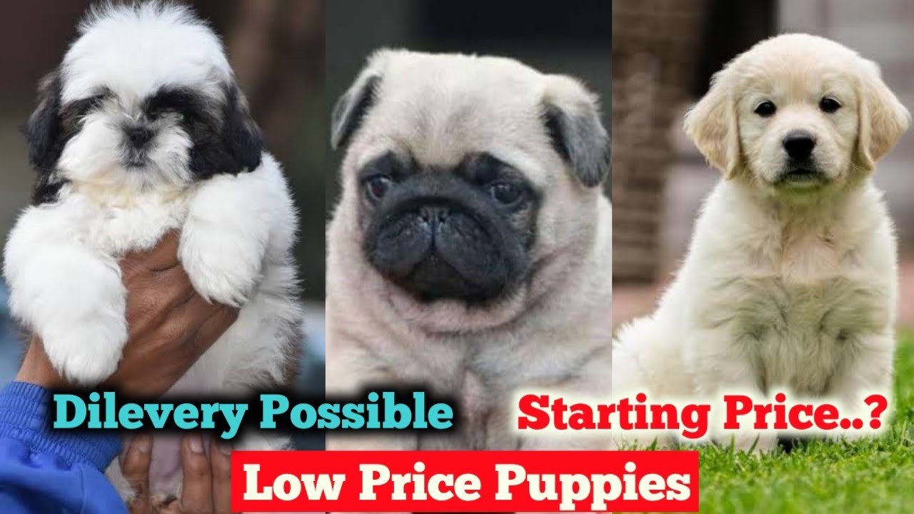All Dog At cheapest Price 2022 | Low price dog for sale, golden ...
