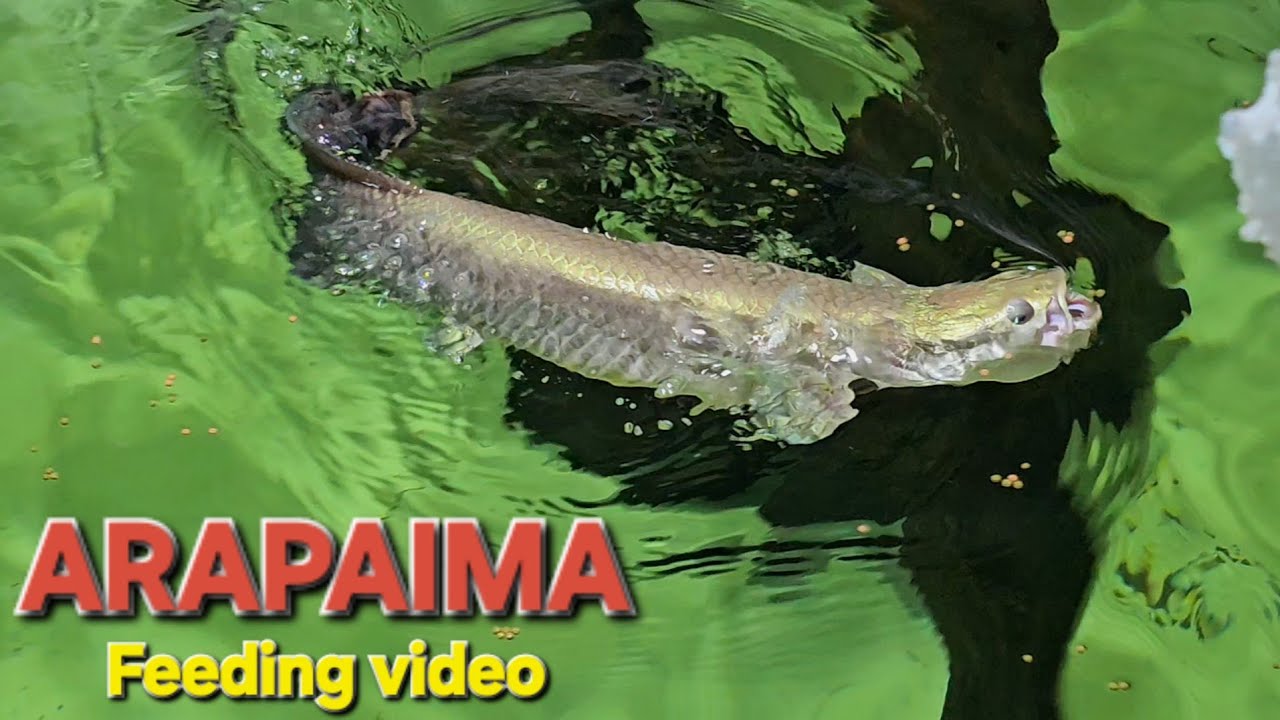 Feeding Arapaima | fish feeding frenzy | Fishroom video |feeding Video ...