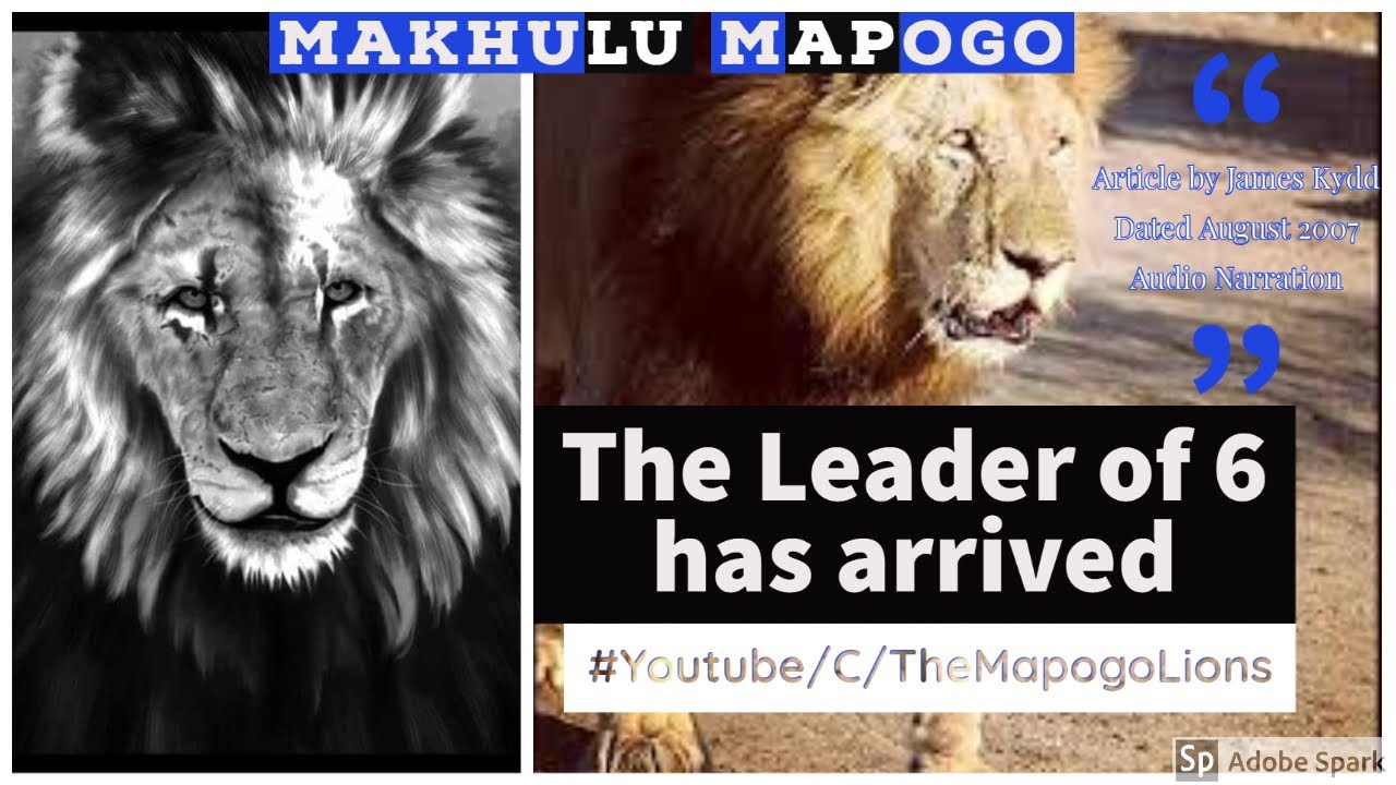 Makhulu Mapogo Lion Tribute - YouTube