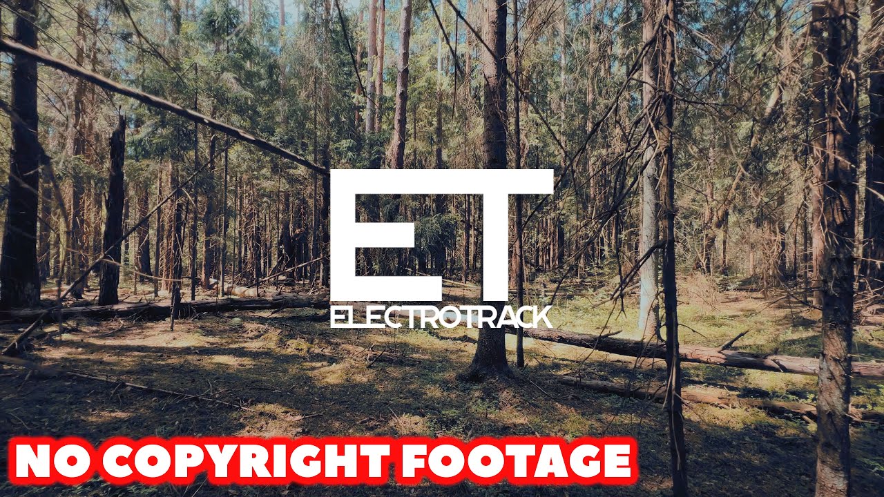 Forest Walk | No copyright Nature Sunny Day Background video - YouTube
