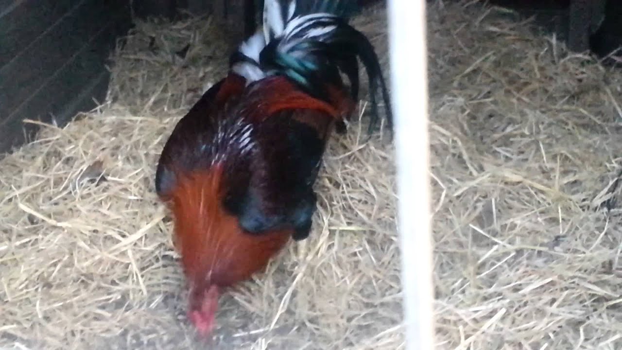 Albany brood cock - YouTube