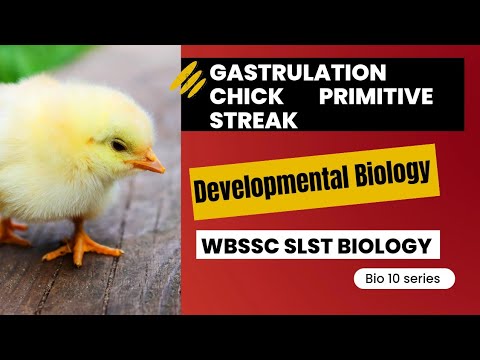 Chick Gastrulation// Dev Bio// WBSLST Zoology - YouTube