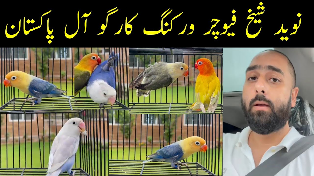 Naveed sheikh birds | love birds working @Abdulkhaliq95.1 - YouTube