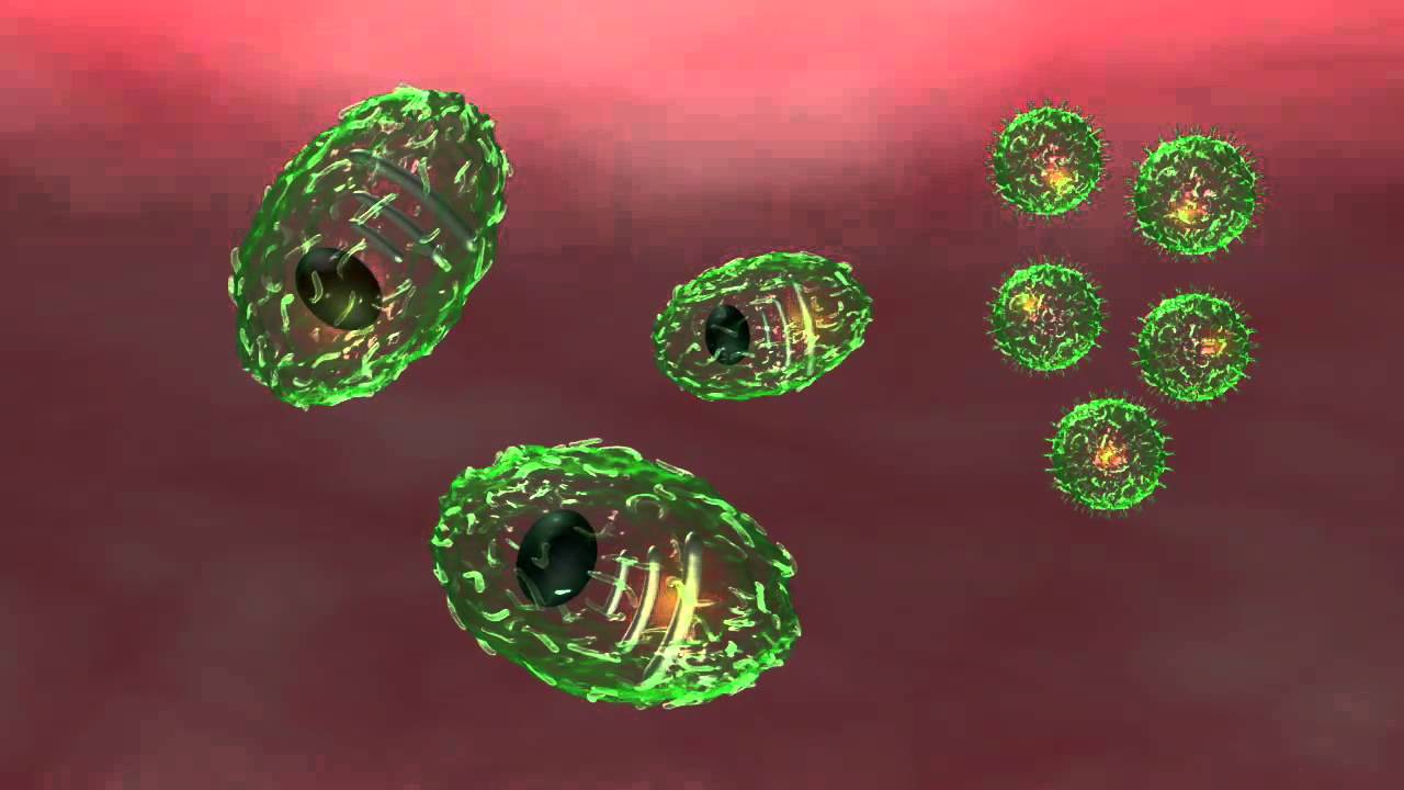 La mémoire immunitaire - YouTube