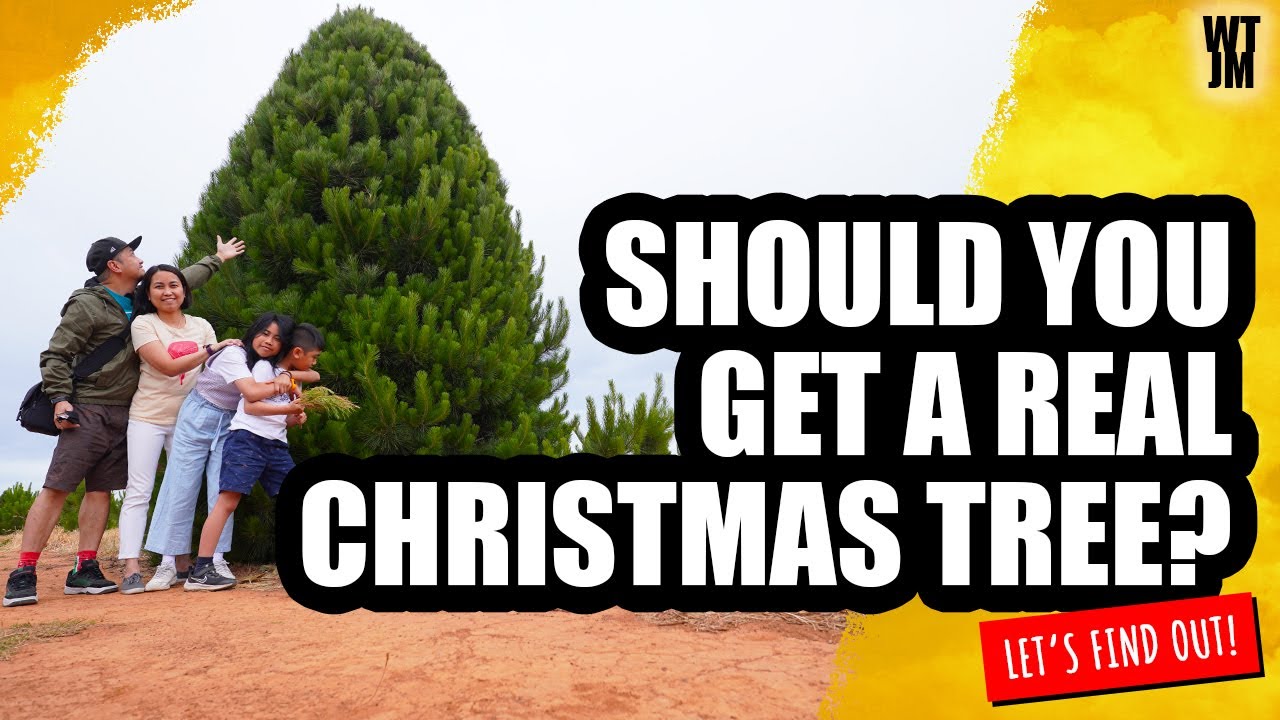 Getting A Real Christmas Tree From Melbourne Christmas Tree Farm - YouTube