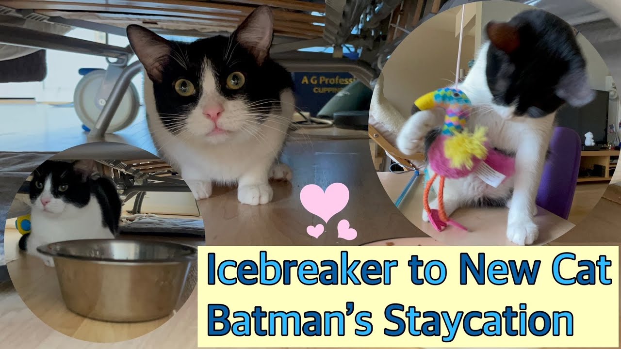 Cat Video: How to warm up new cat? Icebreaker to new cat (Batman’s ...