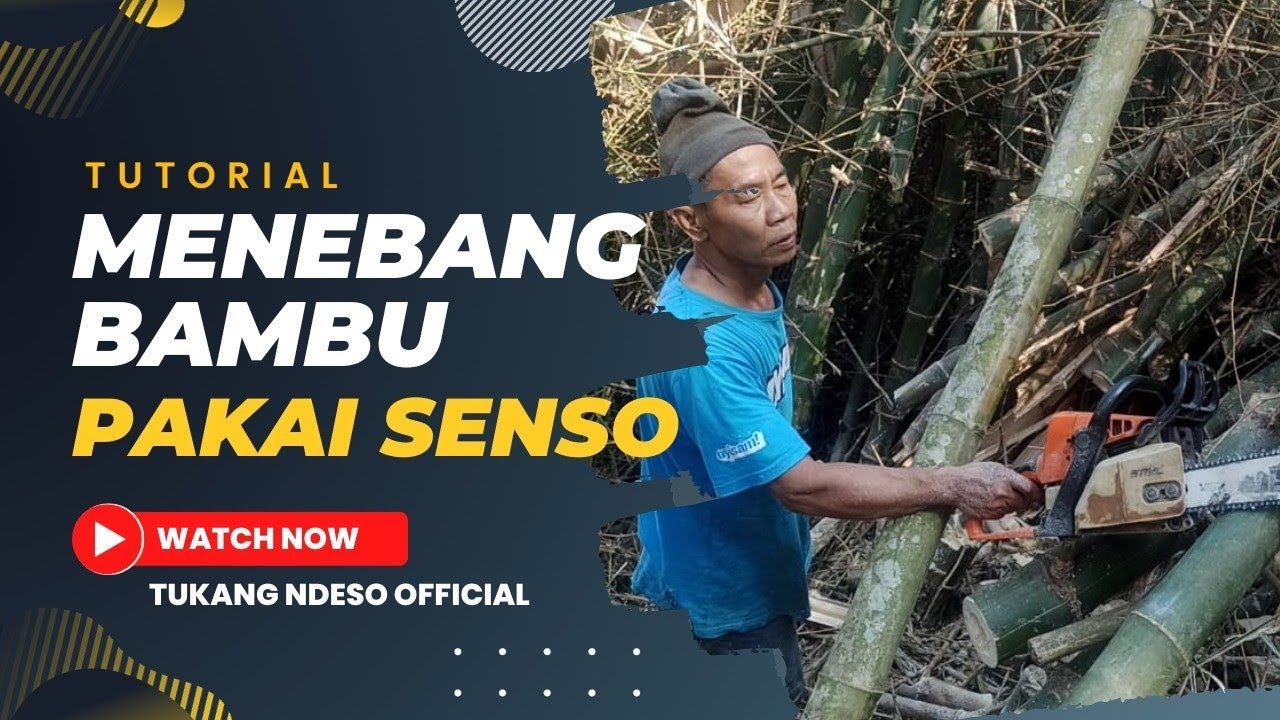 TUTORIAL MENEBANG BAMBU ORI PAKAI SENSO #tebangbambu #senso #bambuori # ...