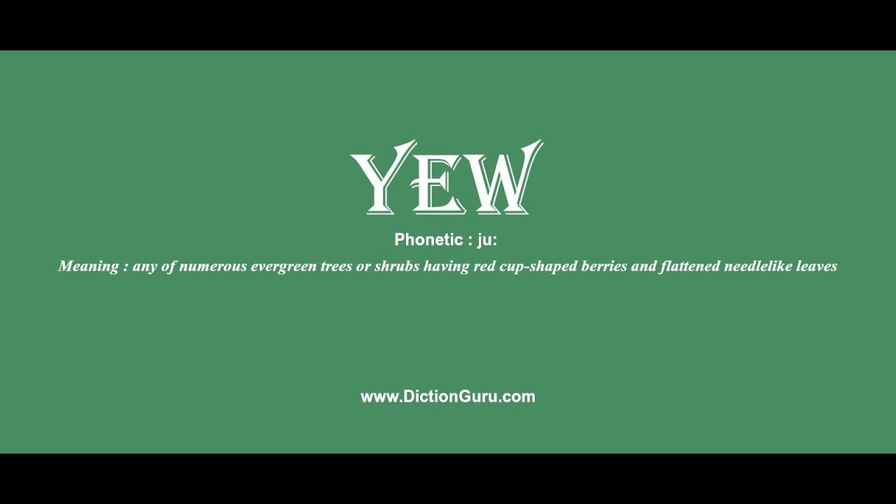 yew: How to pronounce yew with Phonetic and Examples - YouTube