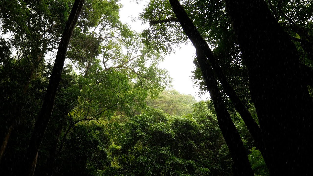 10 Hours | Light Rain Through Forest Ceiling | Studying, Sleeping ...