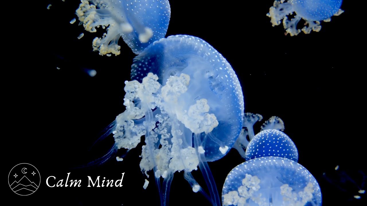 10 Minutes of Underwater Ocean Sounds with Relaxing Music | Ocean ...