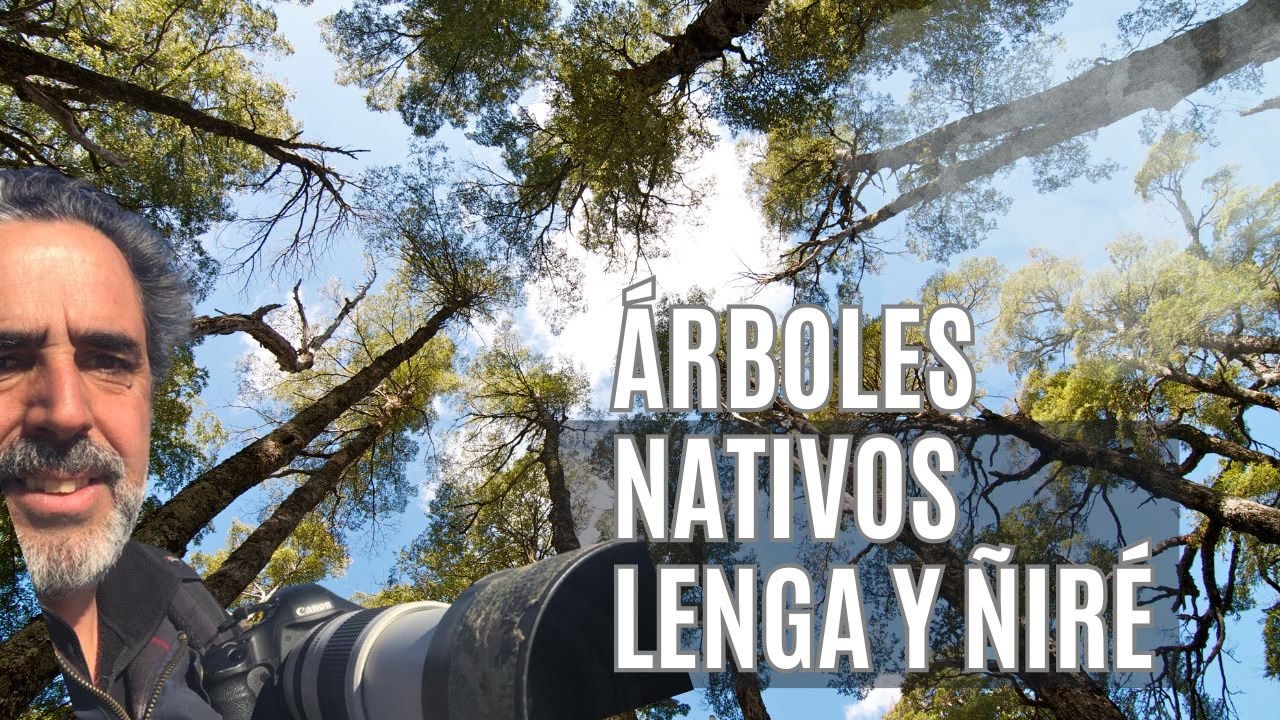 Árboles Nativos: Lenga y Ñiré, en la Patagonia Austral - YouTube