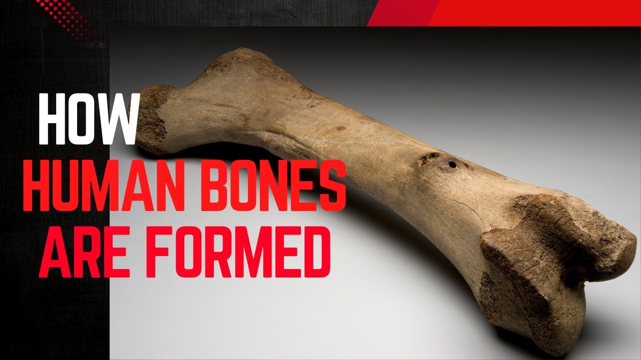 How Bones Form and Grow | Bones Recovery | Bone Damage | Bone Formation ...