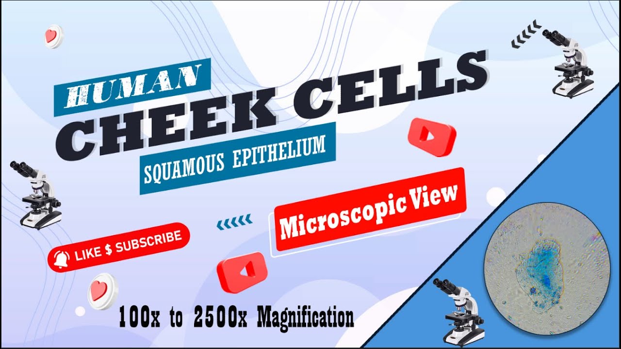 | Human Cheek Cells | Squamous Epithelial Cells | Mag: 100x, 2500x ...