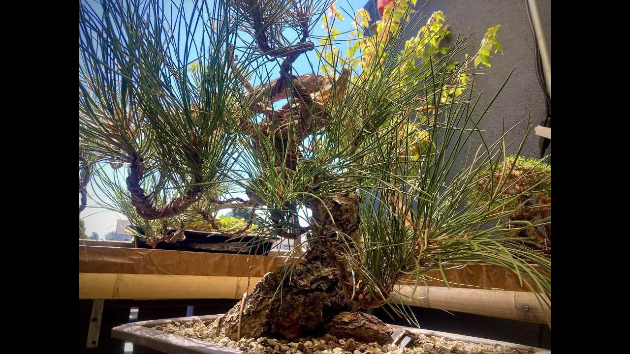 Patricia O'Connor, The Bonsai Balcony: We have two additional Trees ...