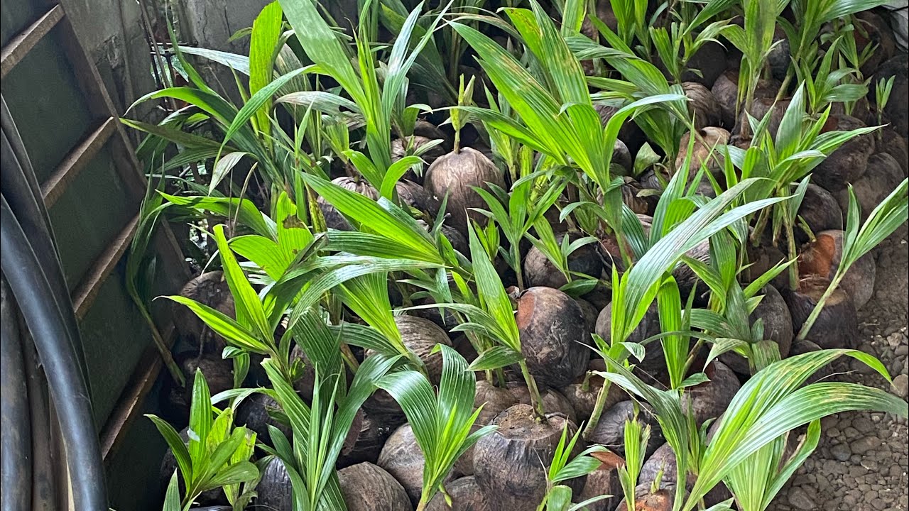 Farm Visit | Hybrid Dwarf Coconut Farming - YouTube