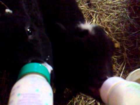 Estonian native sheep lambs drinking milk - YouTube