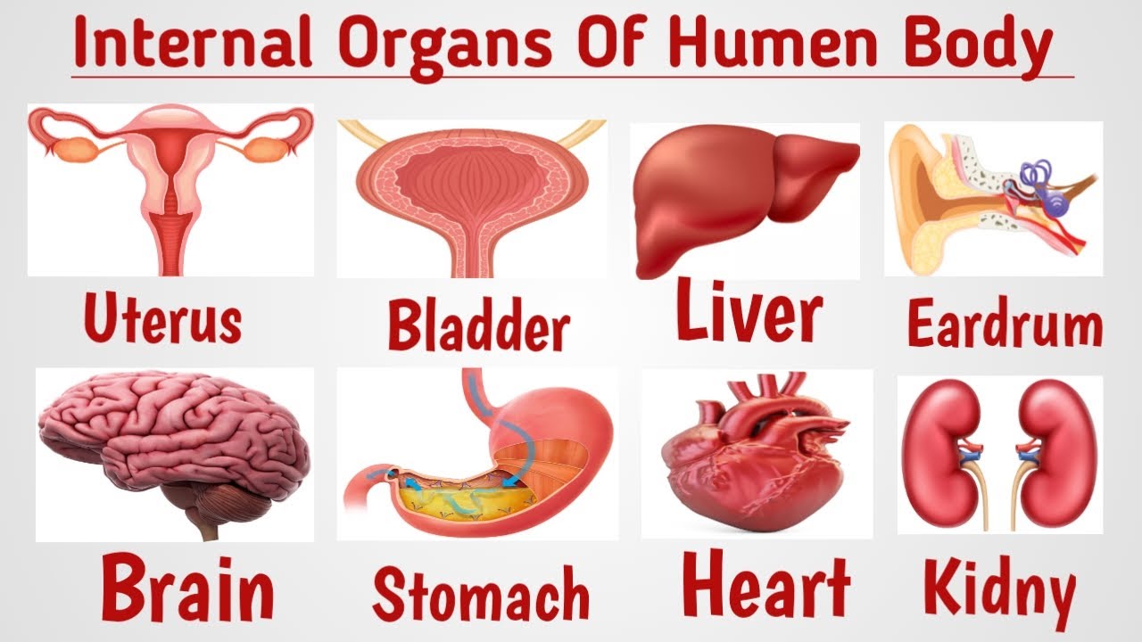 Internal Organs of Human Body l Internal body parts Name with picture ...
