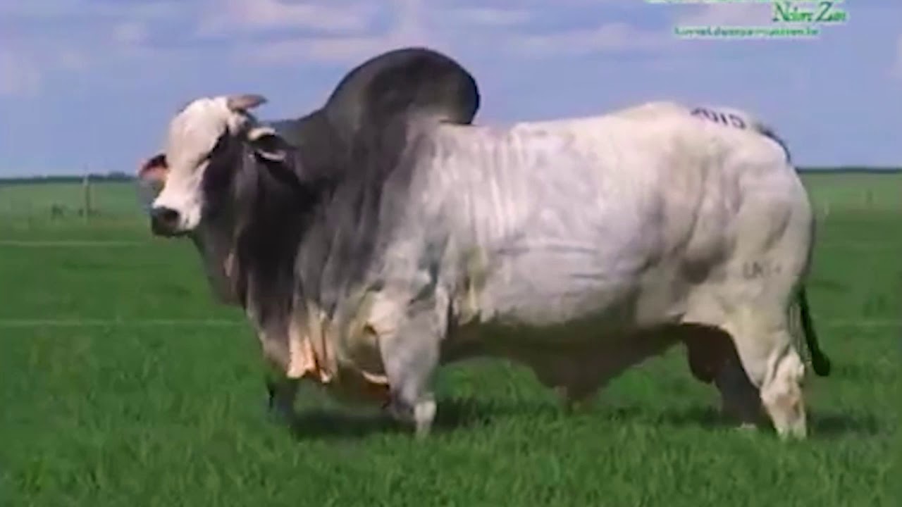 world biggest bull _ Brahma bull _ Pakistan mandi - YouTube