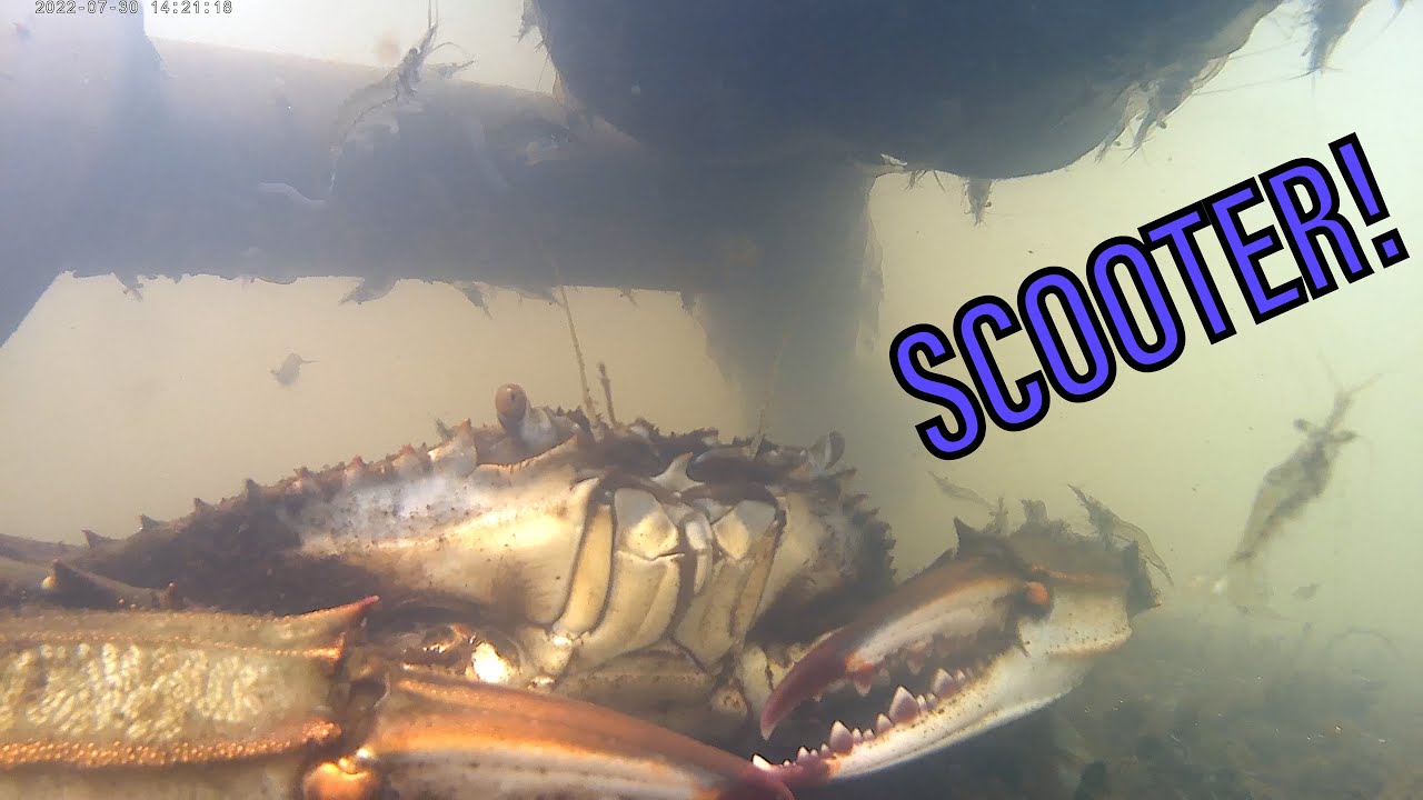 Animals Using an E-Scooter as an Underwater Habitat! Crabs, Fish, and ...