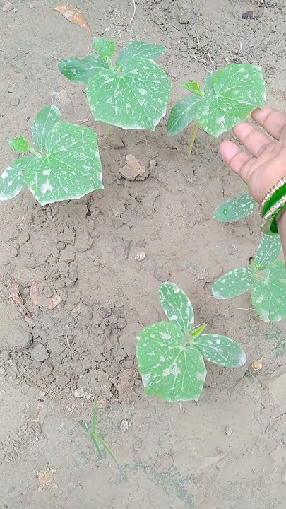 My Cucumber Plant π΅βοΈπ΅ Youtube