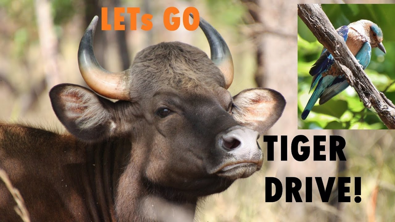 BANDHAVGARH TIGER DRIVE 9 for 9! - YouTube