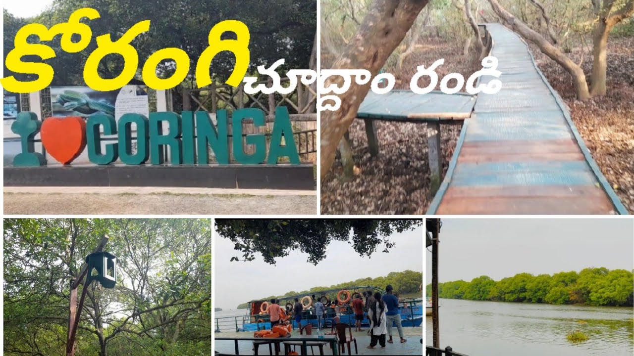 కోరంగి forest ||Koringa wildlife in ఆంధ్రప్రదేశ్ - YouTube