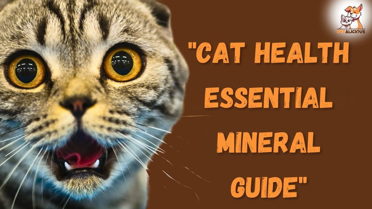 "Essential Minerals for Cat Health#cathealth #cat #kitten #cathealth # ...
