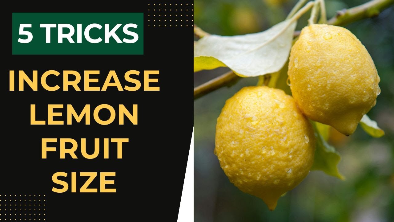 Boost Lemon Size with Expert Tips - YouTube