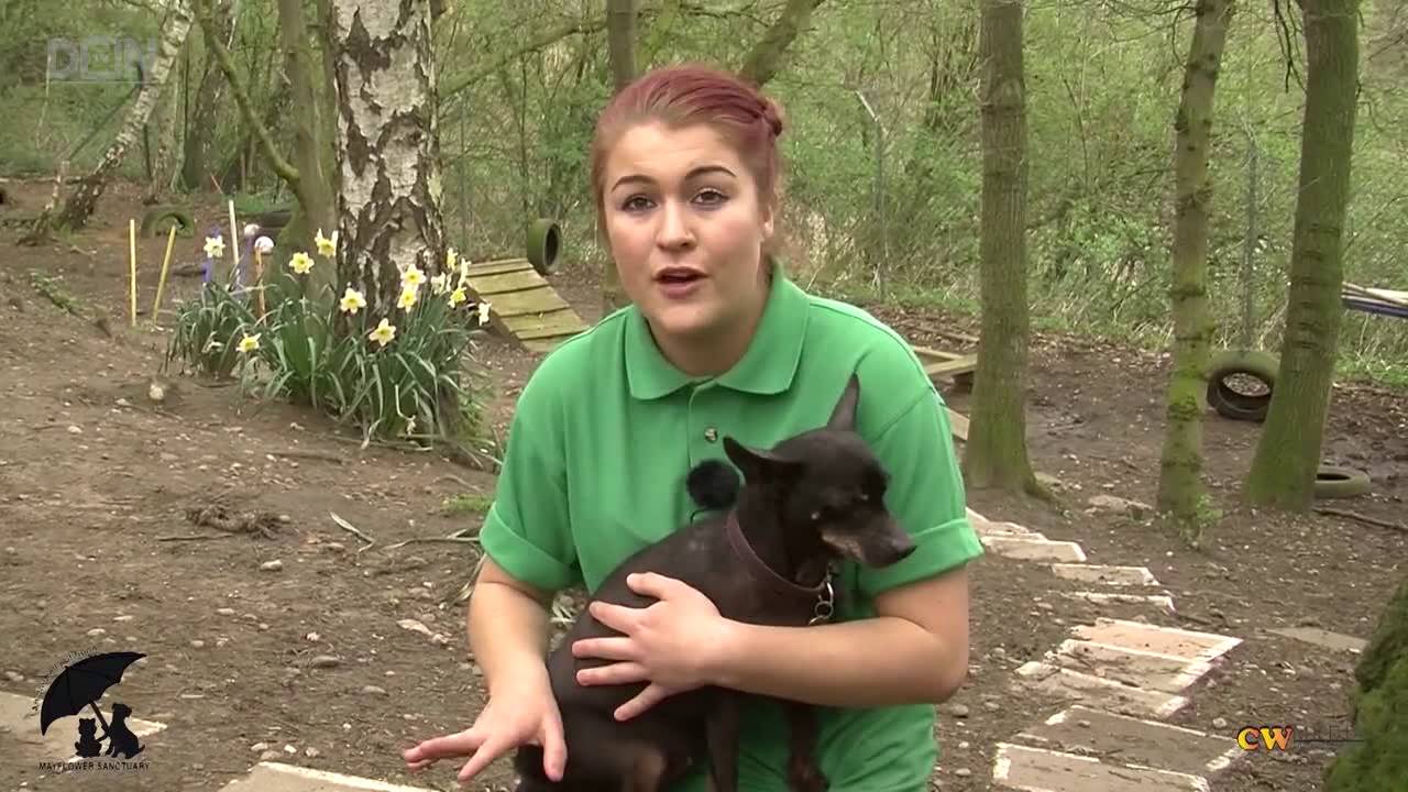 Mayflower Sanctuary: Betty is looking for her new forever home - YouTube