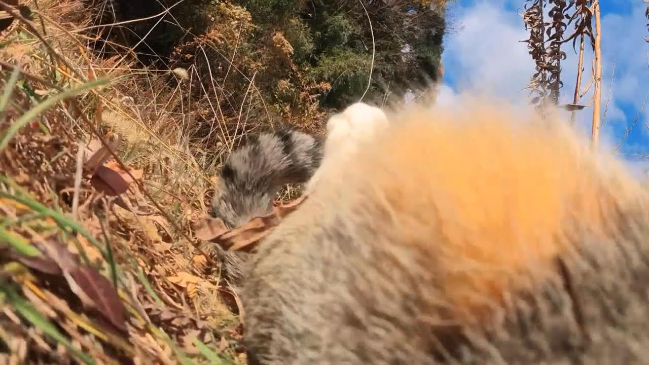 Cat with GoPro vol.11『Paw maintenance』Nap Cat ASMR Cat with Insta360 ...