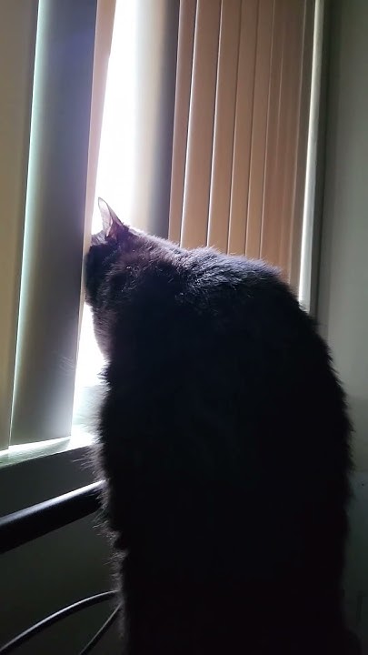 catnip addict - YouTube