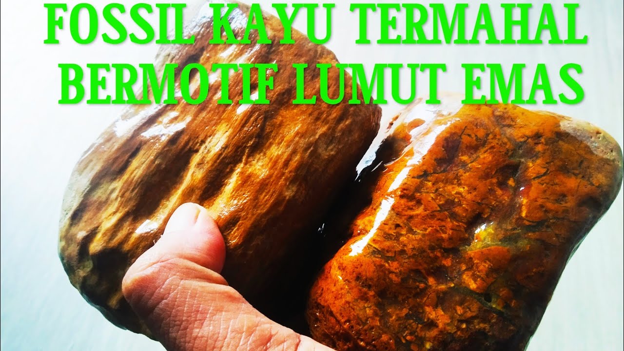 FOSSIL KAYU MAHAL Dan BATUAKIK ditemukan dijalan @Angelogemstonesfossil ...