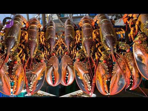 Giant Lobster Farming SHOCKING Process - How Farmers Raise and Harvest ...