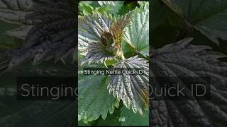 Stinging Nettle Quick ID - Wild Edible Super Food! #foraging #wildedibles #survivalfood
