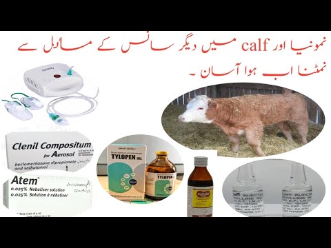 pneumonia| How to cure respiratory diseases in calf.| cough Rx in calf ...